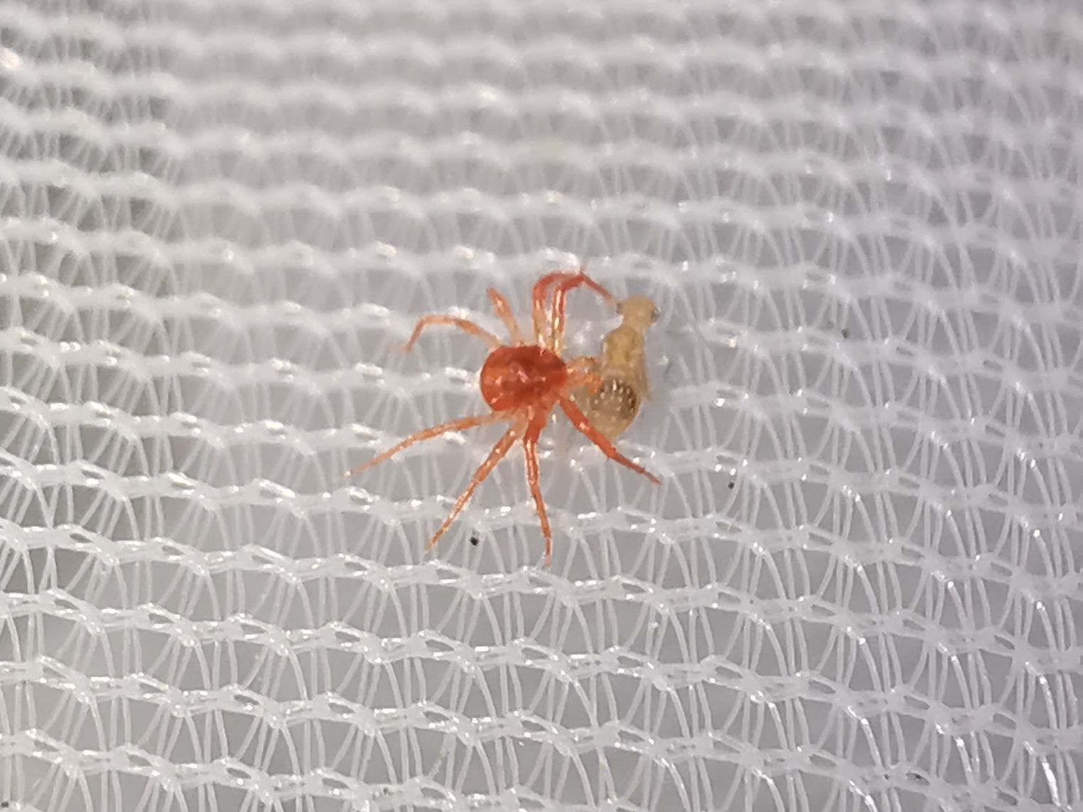 Anystis | Prototype Insectes