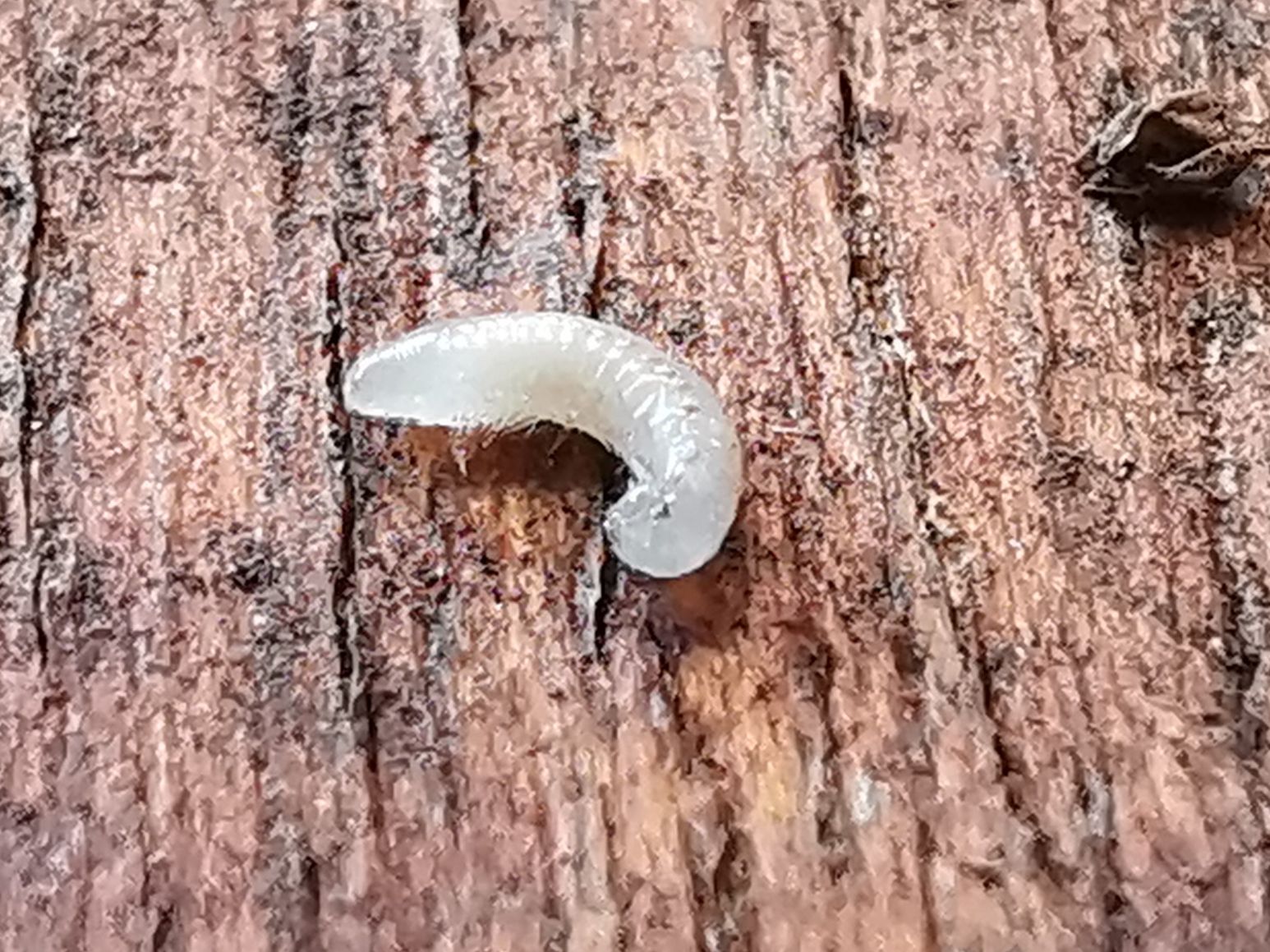 Cylindroiulus (Nymphe) | Prototype Insectes