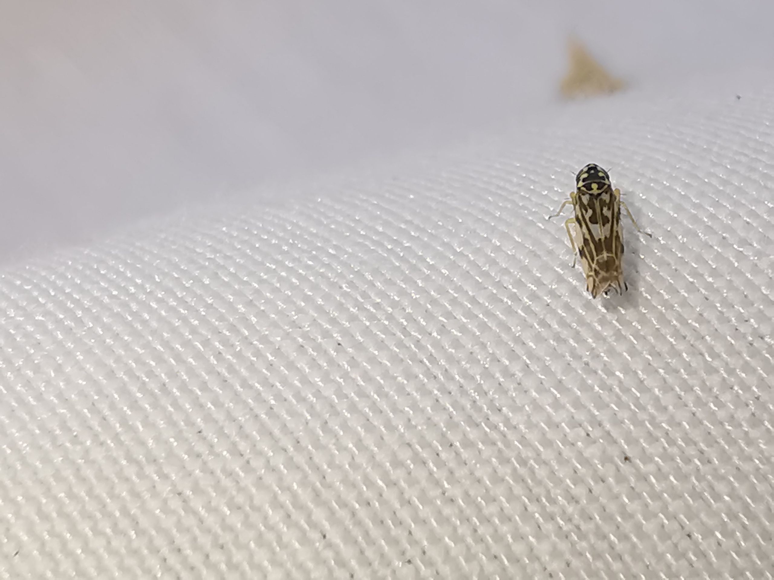 Eupteryx de l’Ortie | Prototype Insectes