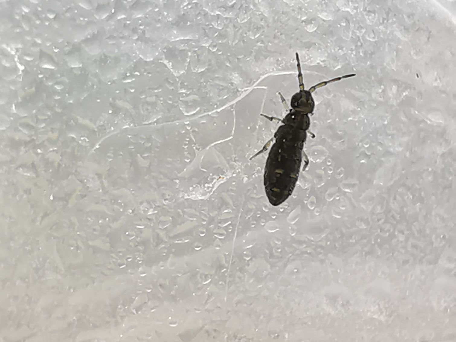 Isotomurus | Prototype Insectes