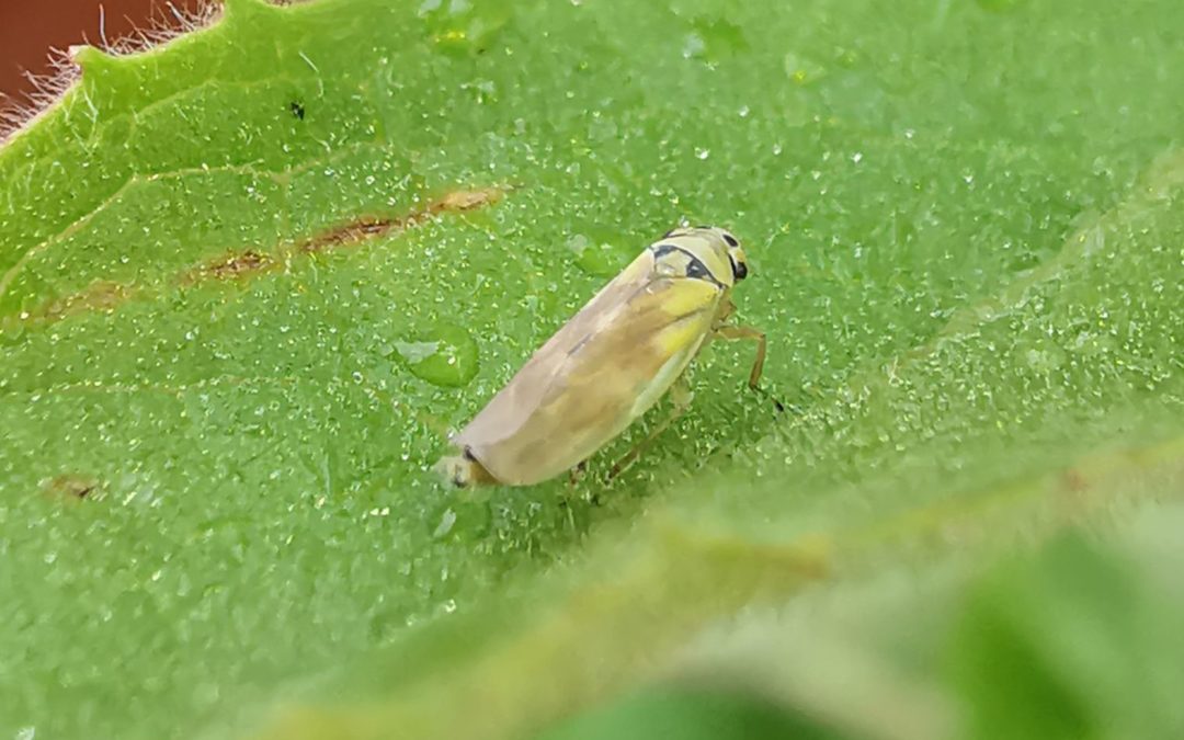 sardus | Prototype Insectes