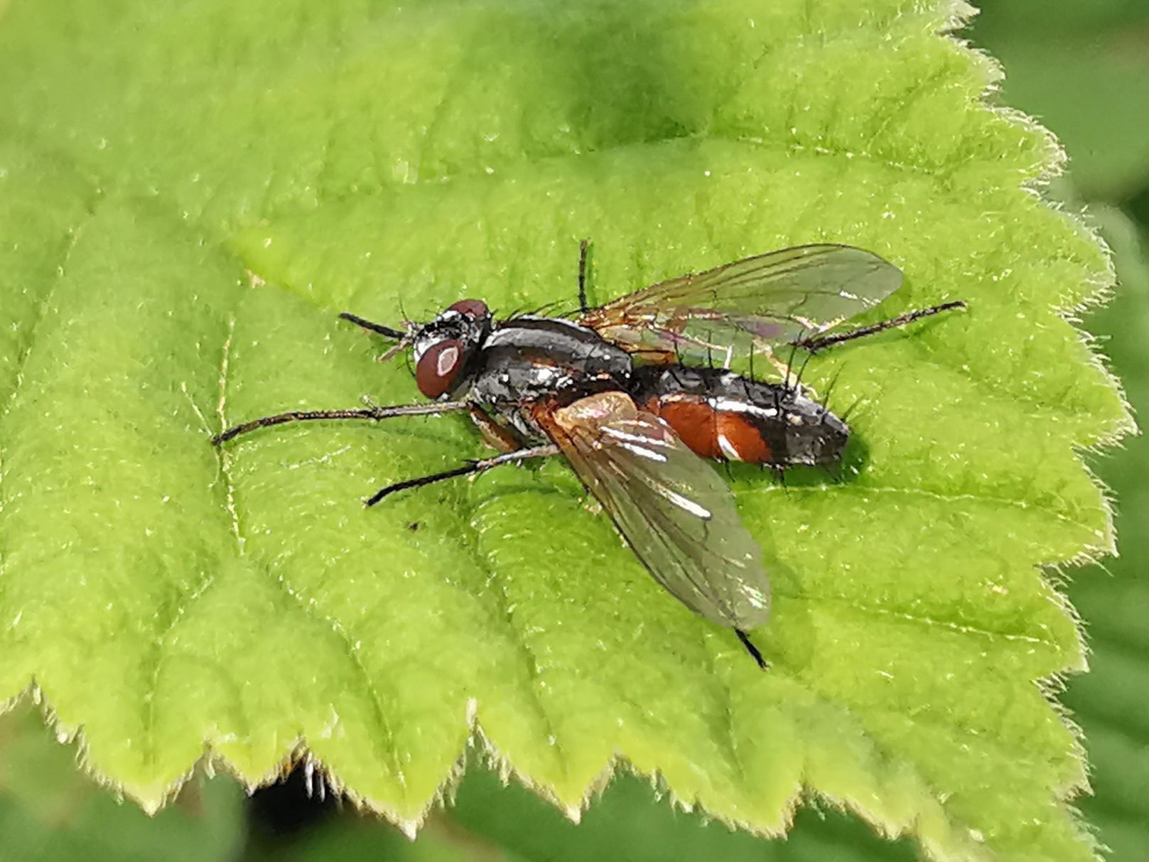 Mintho à ventre rouge | Prototype Insectes