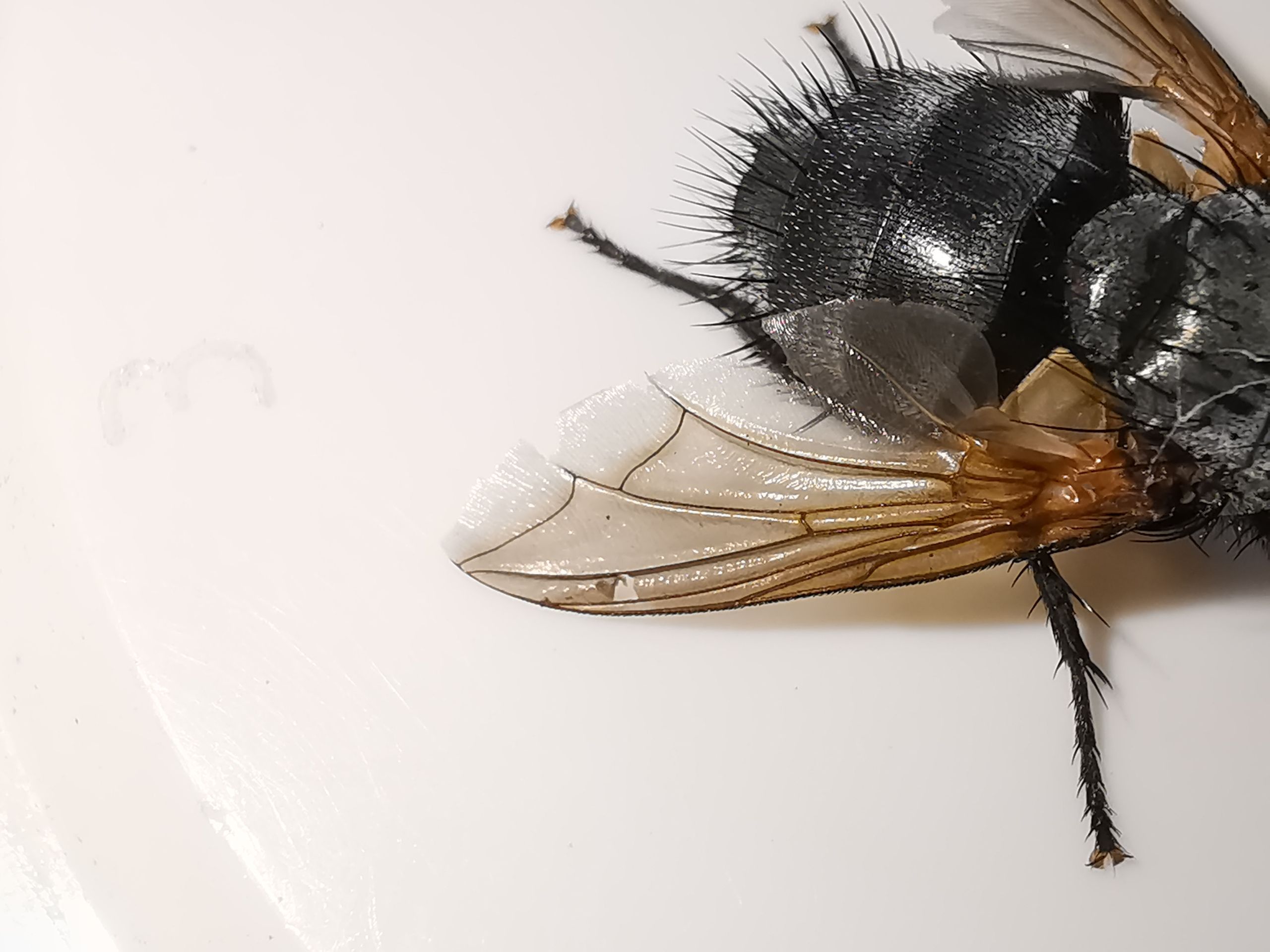 Nemoraea transparente | Prototype Insectes