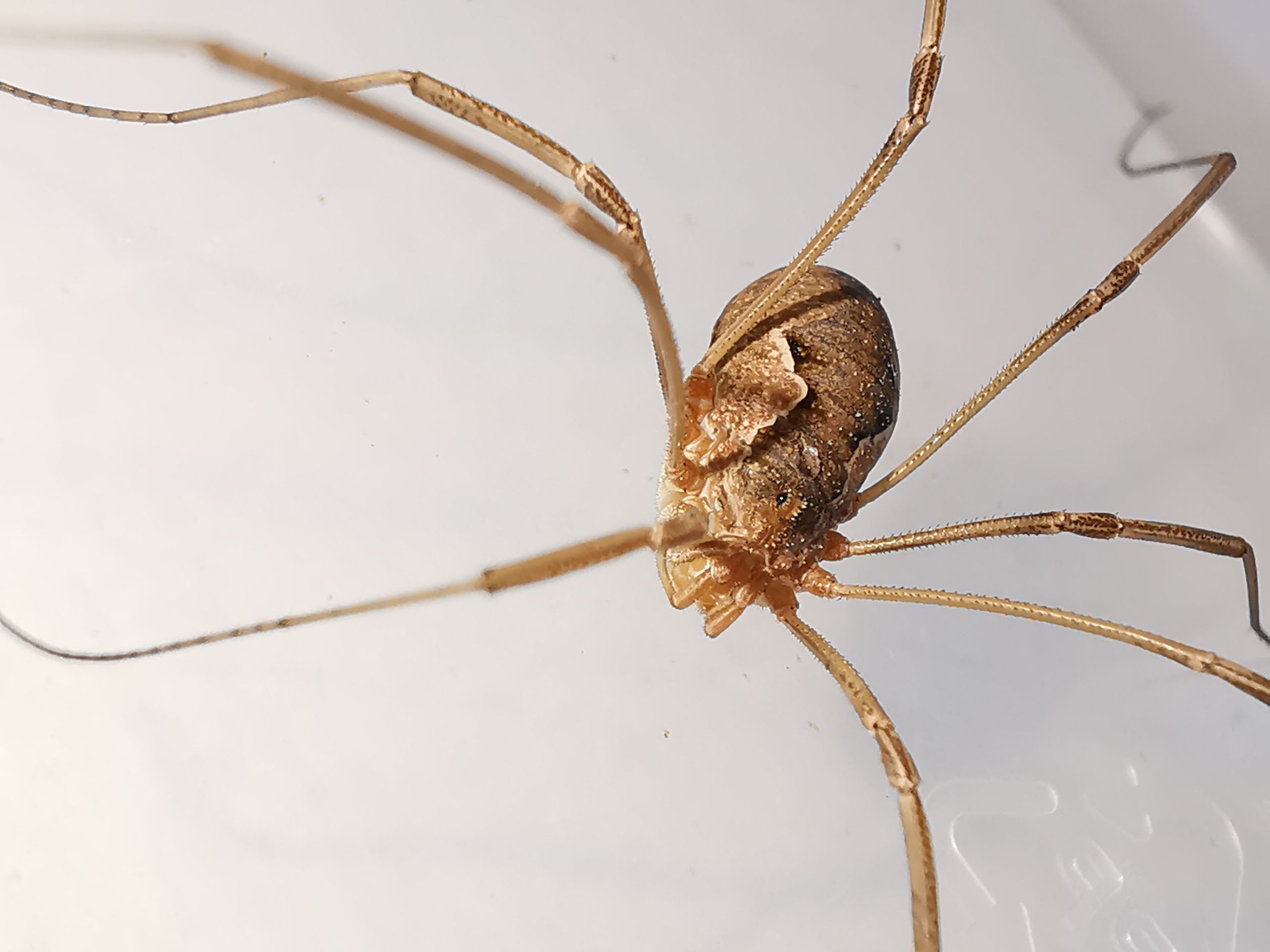 Faucheux des murailles | Prototype Insectes