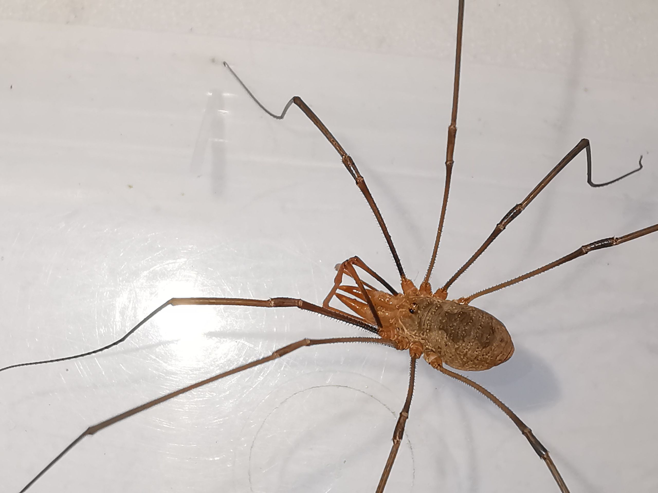 Faucheux des murailles | Prototype Insectes