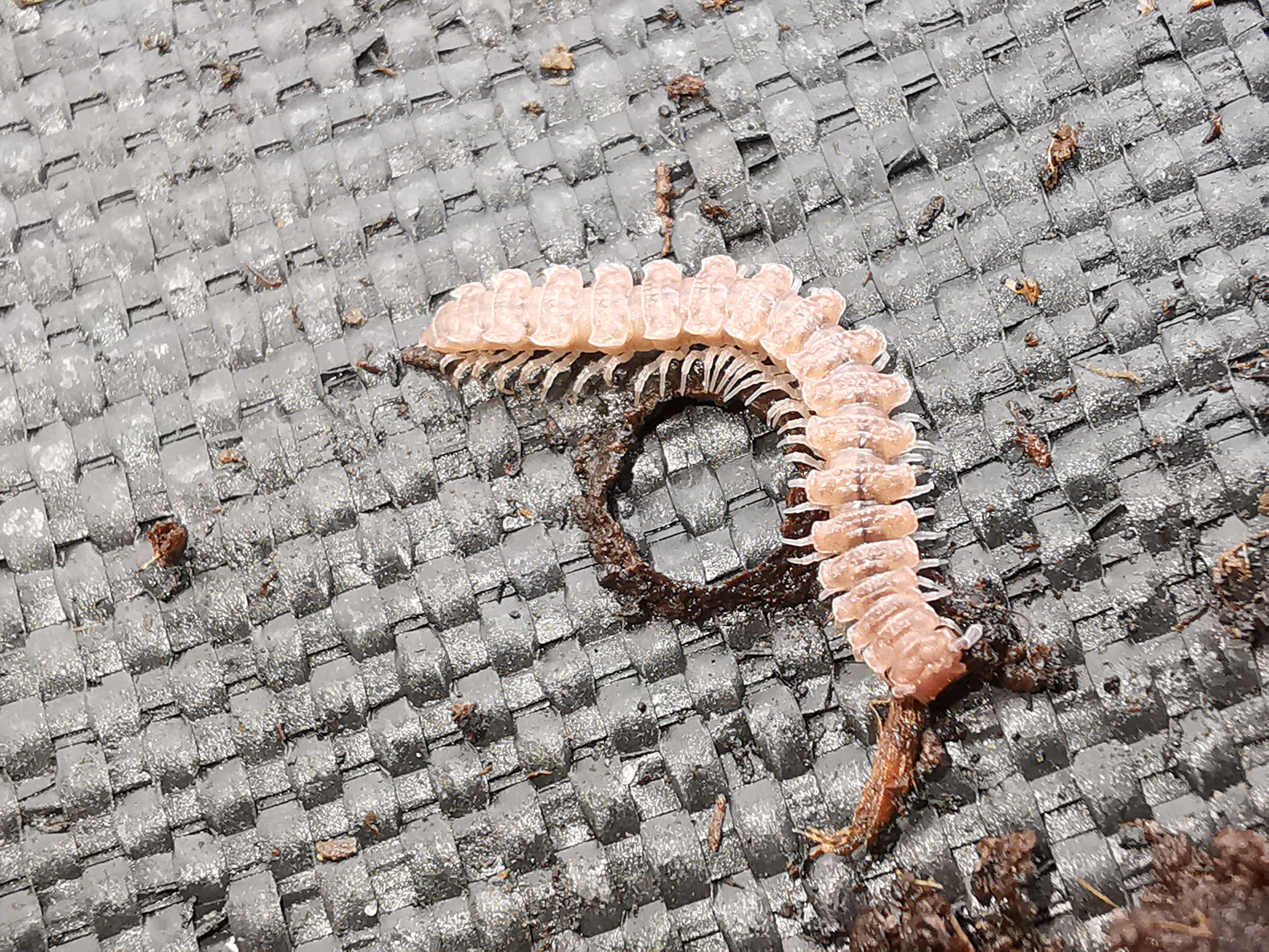 Polydesme | Prototype Insectes