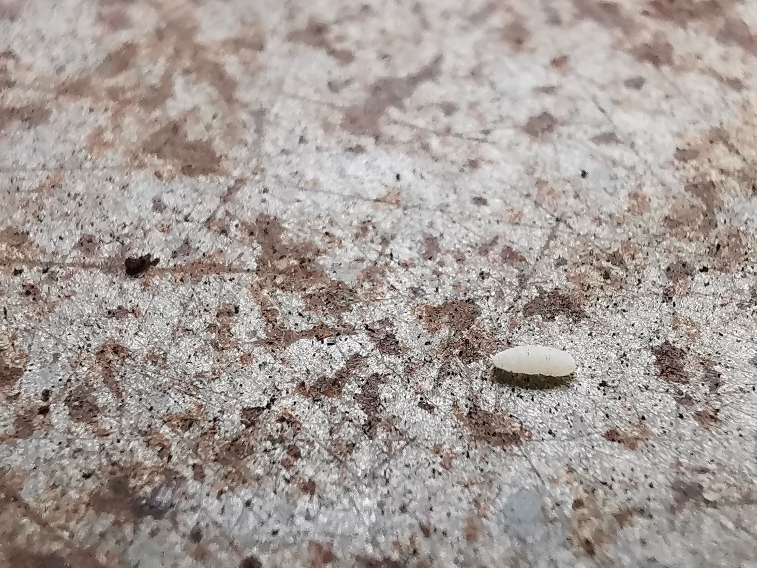 Rhizoecus | Prototype Insectes