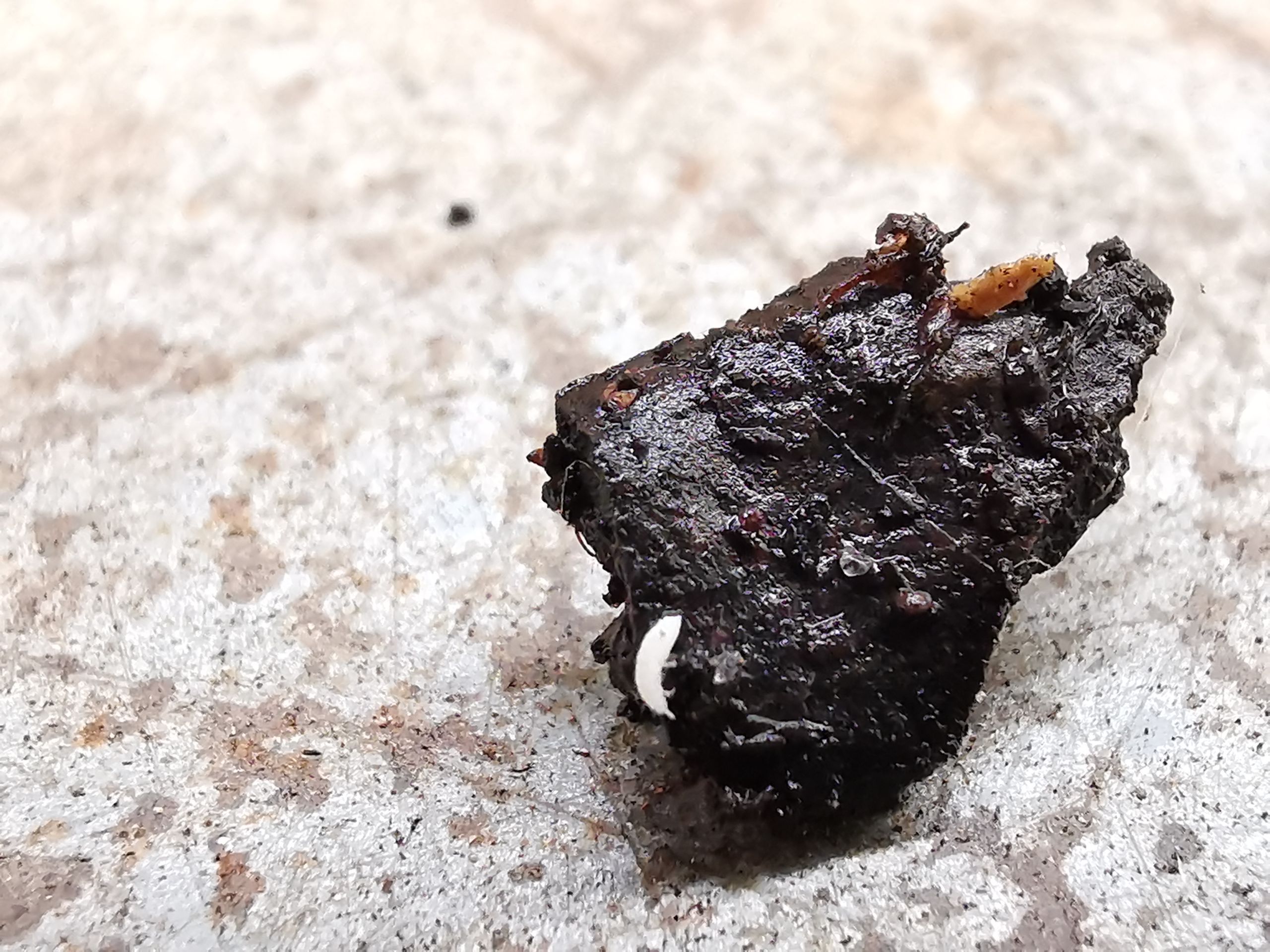 Rhizoecus | Prototype Insectes