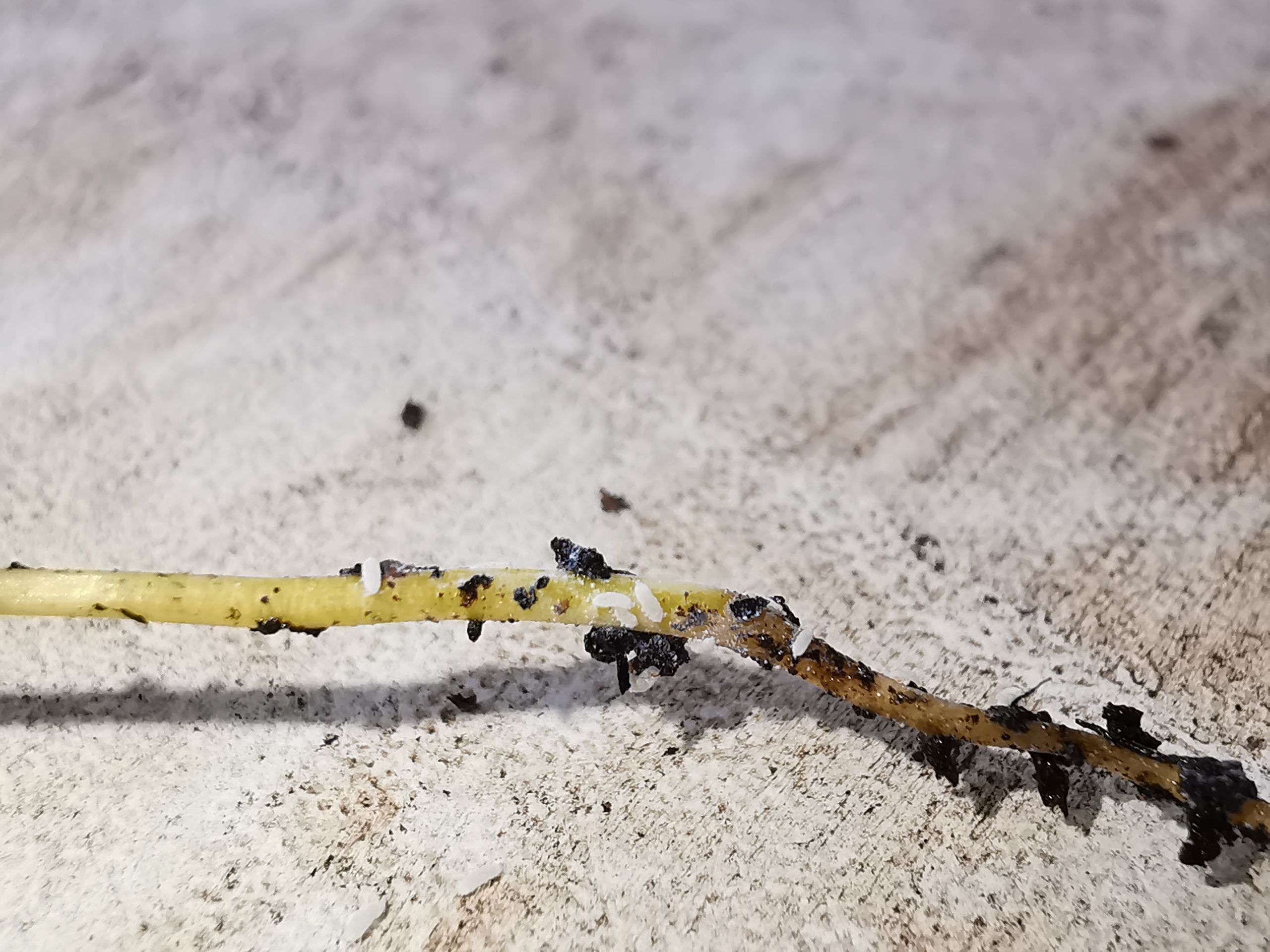 Rhizoecus | Prototype Insectes