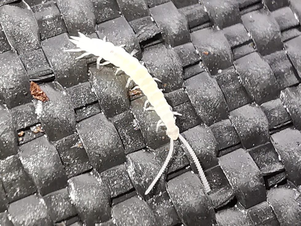 Scutigerella | Prototype Insectes