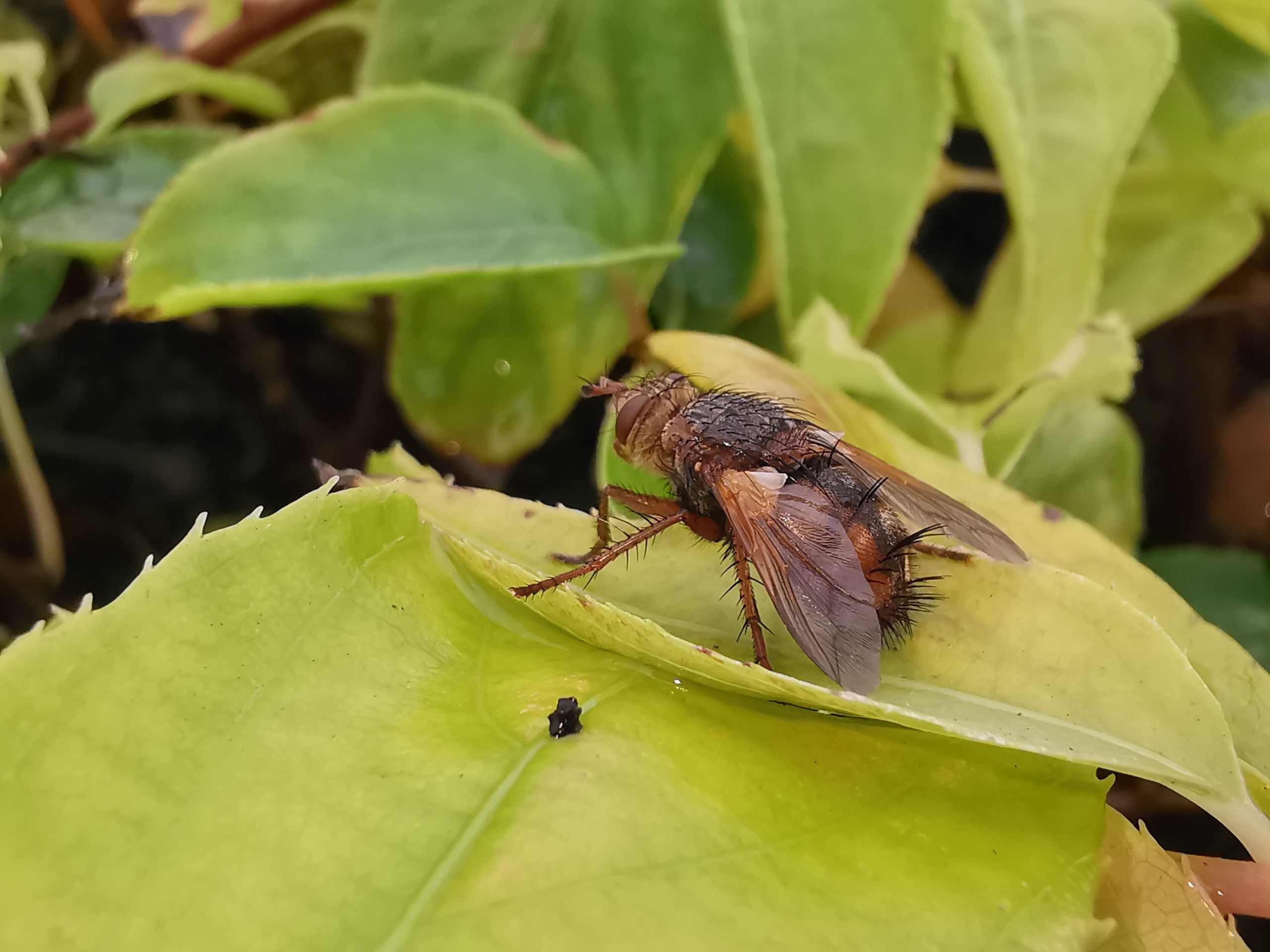 Tachinaire sauvage | Prototype Insectes