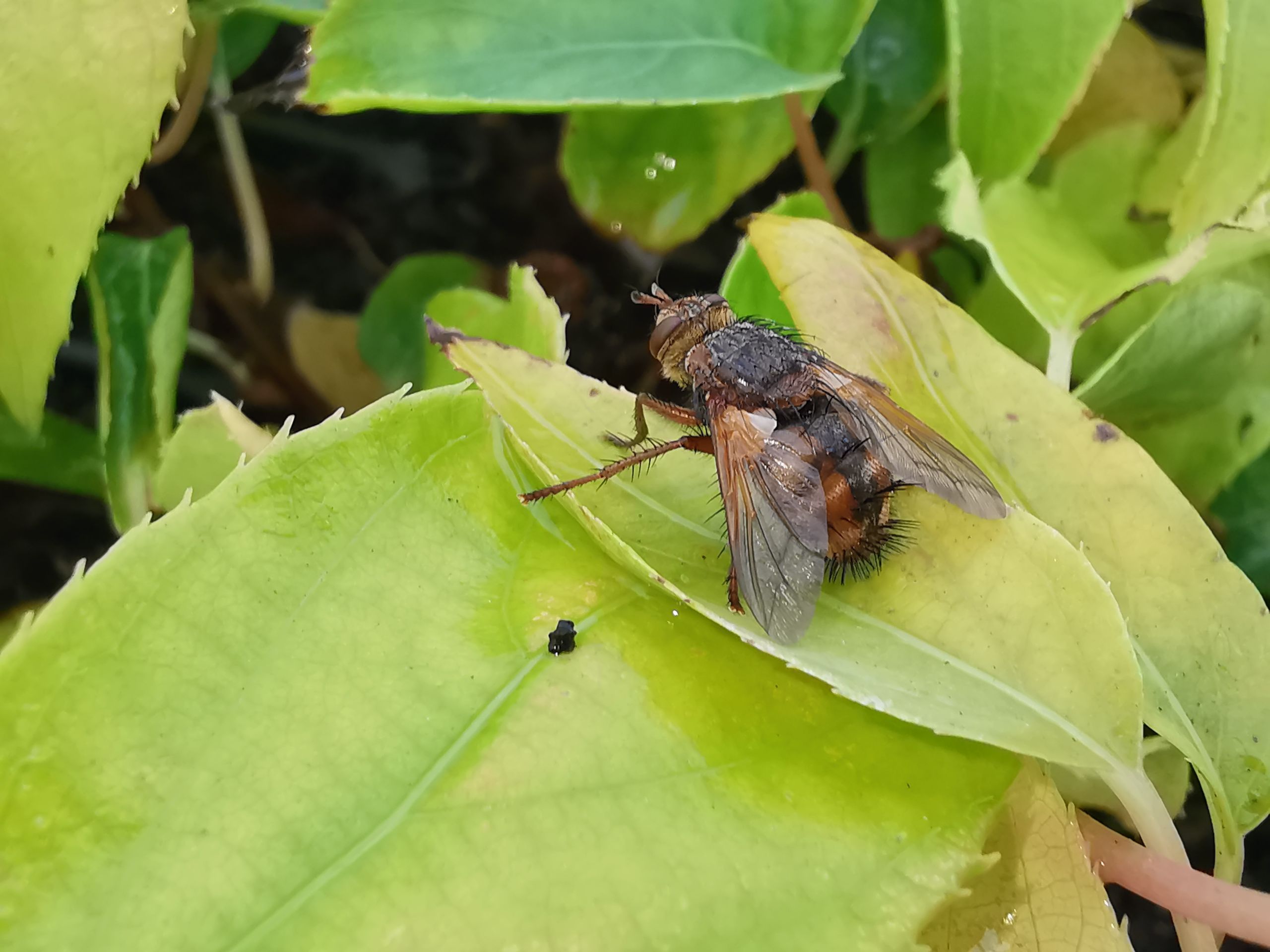 Tachinaire sauvage | Prototype Insectes