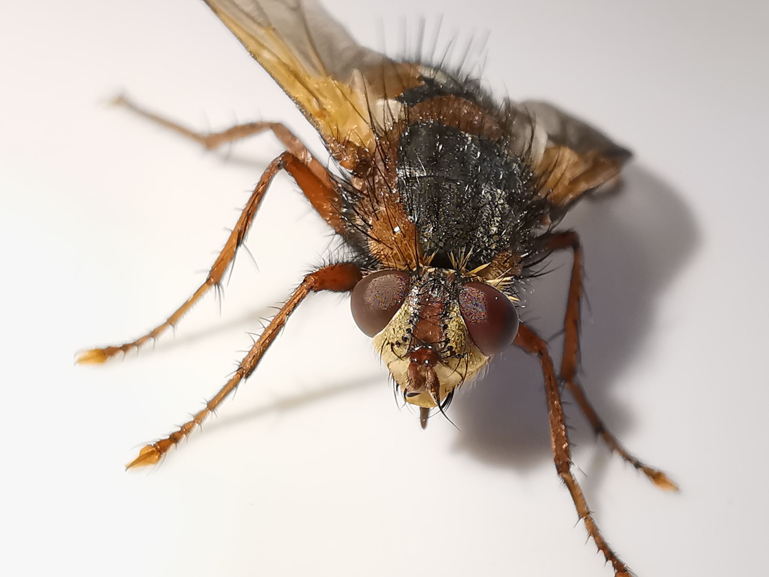 Tachinaire sauvage | Prototype Insectes