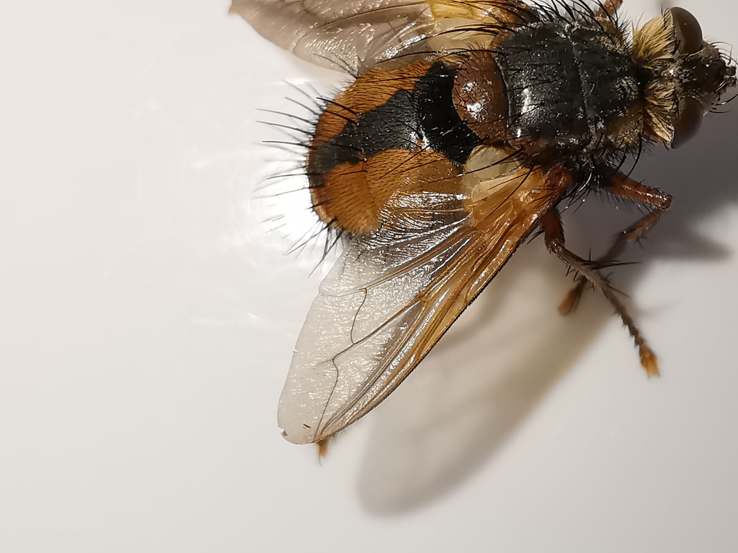 Tachinaire sauvage | Prototype Insectes