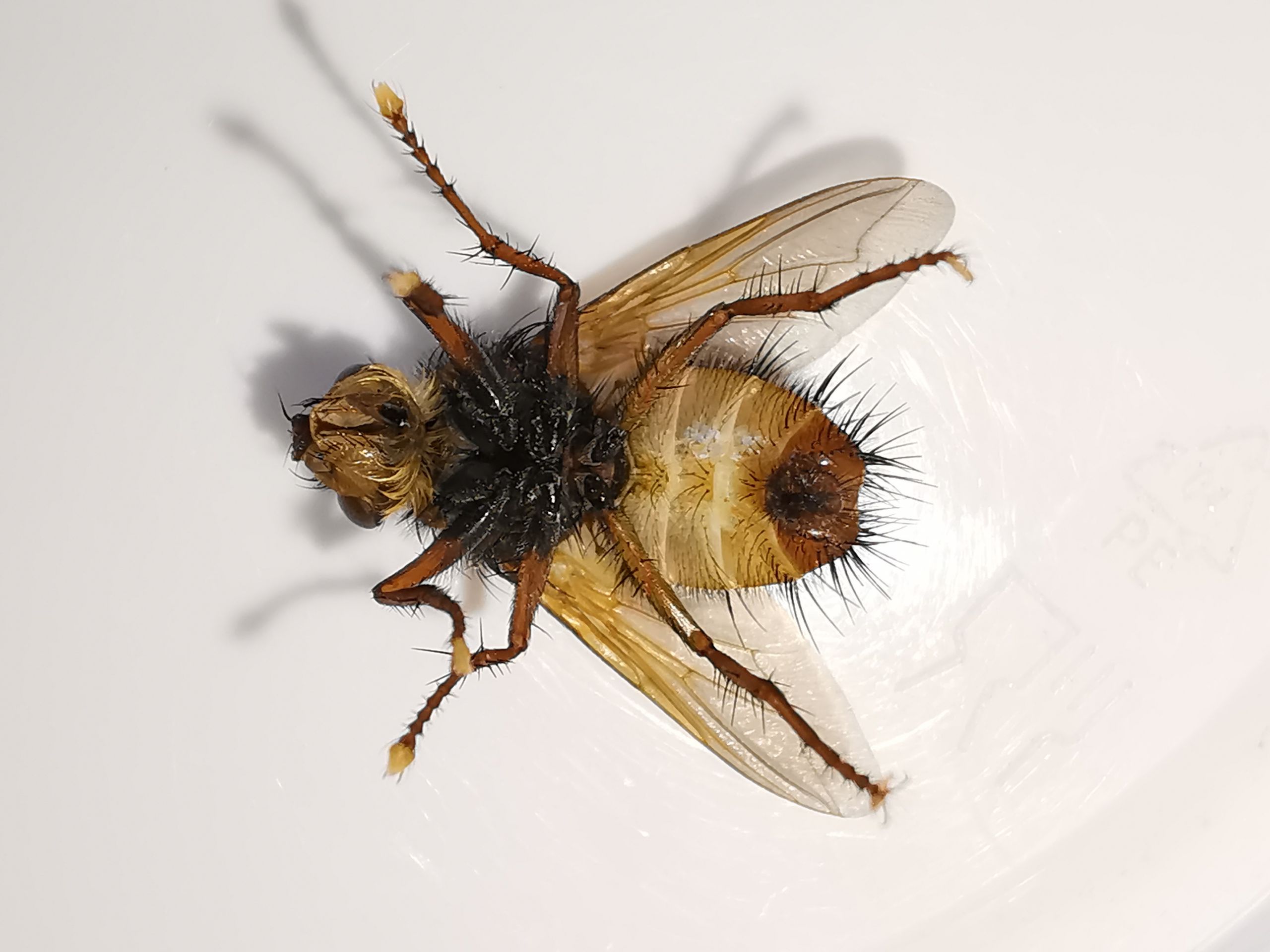 Tachinaire sauvage | Prototype Insectes