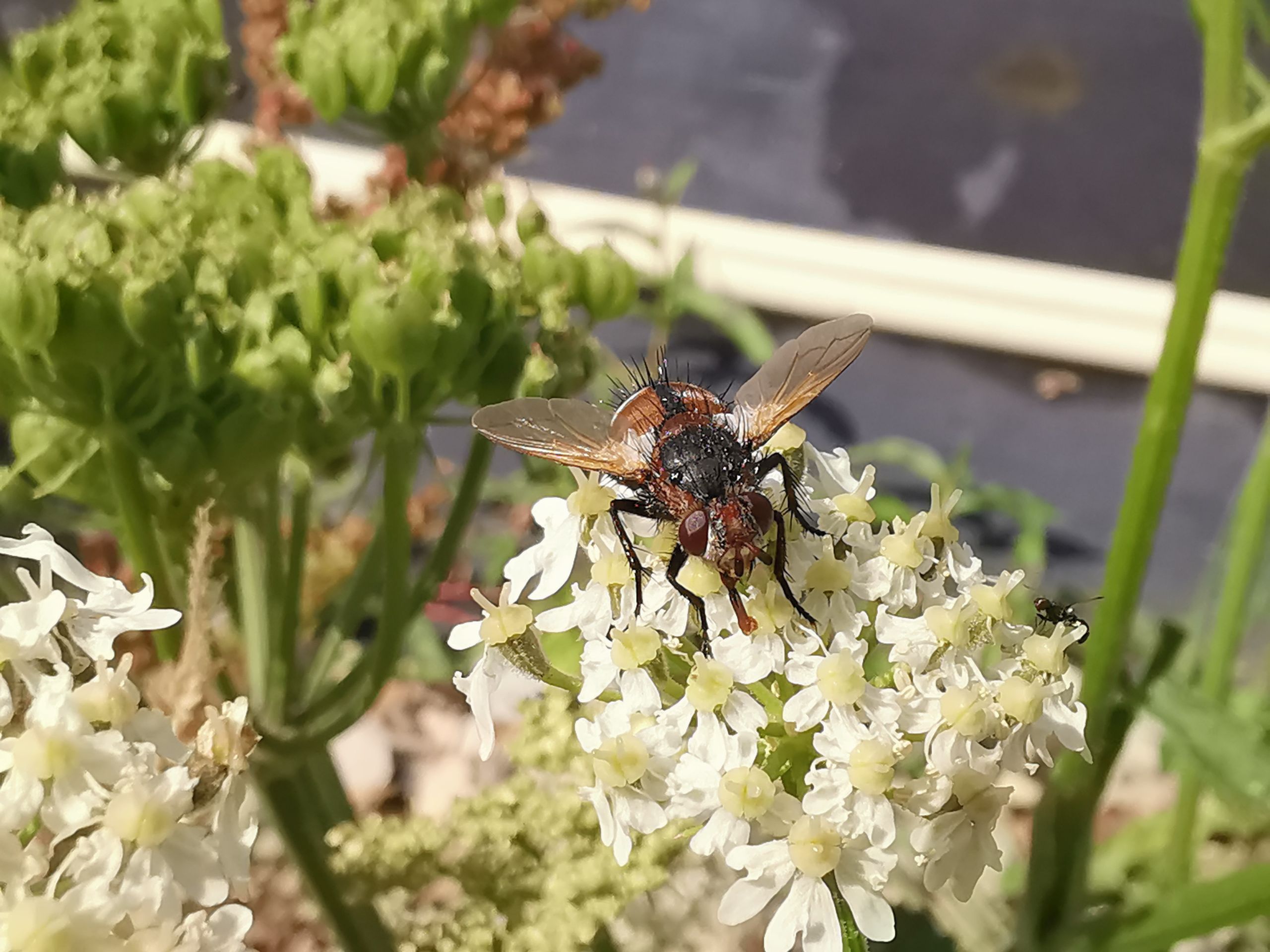 Tachinaire sauvage | Prototype Insectes