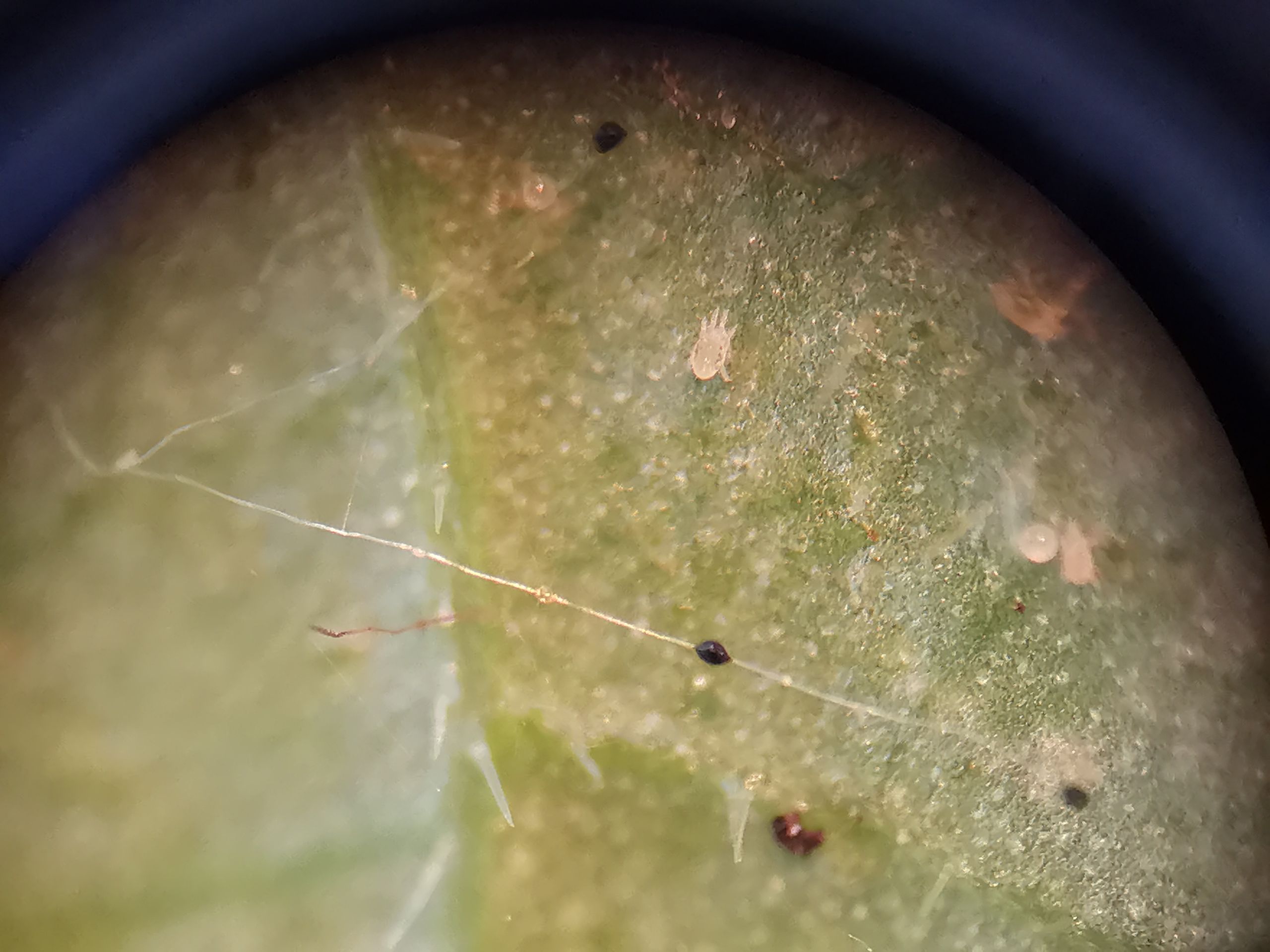 Tétranyque tisserand | Prototype Insectes