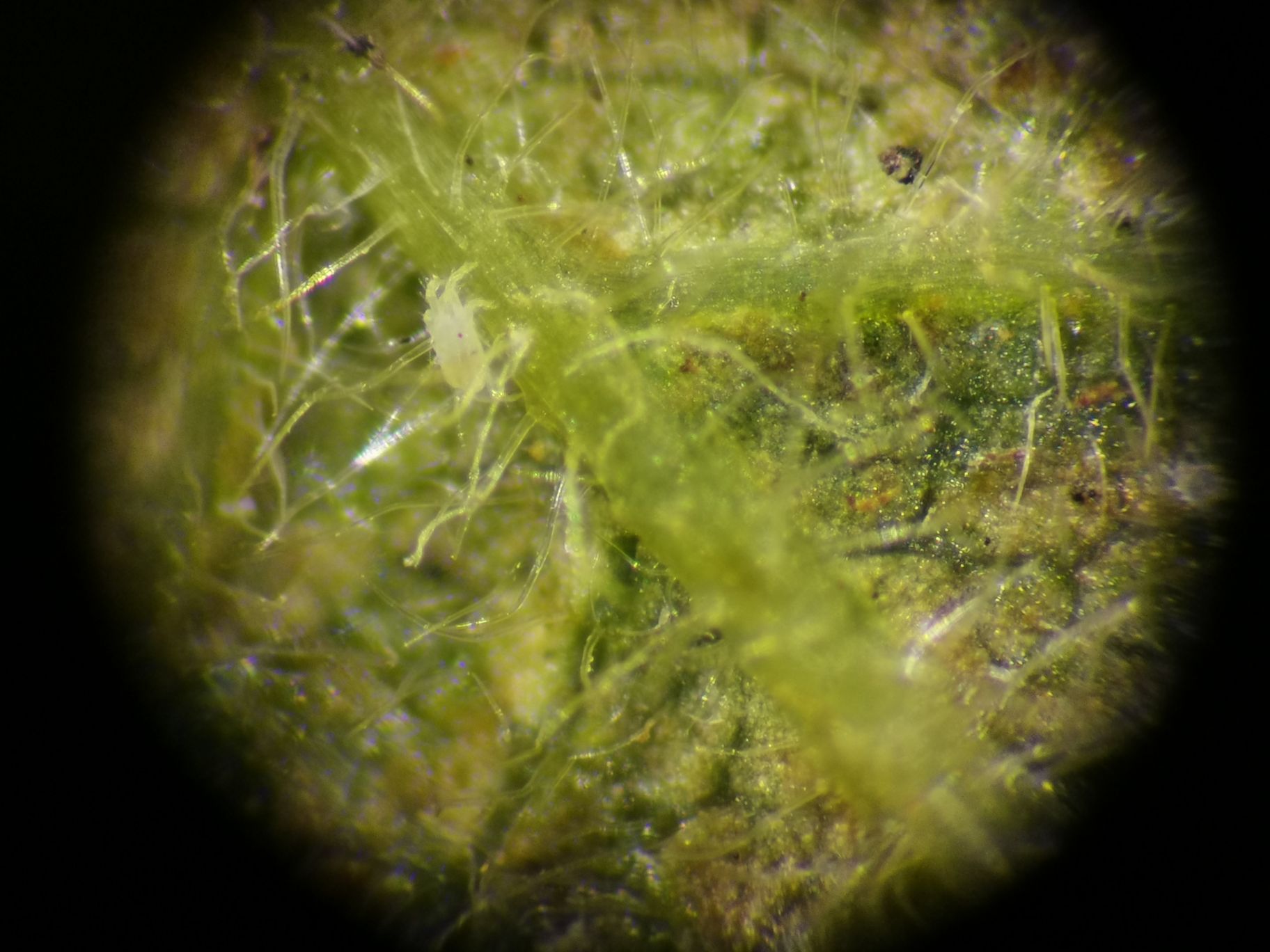 Tétranyque tisserand | Prototype Insectes