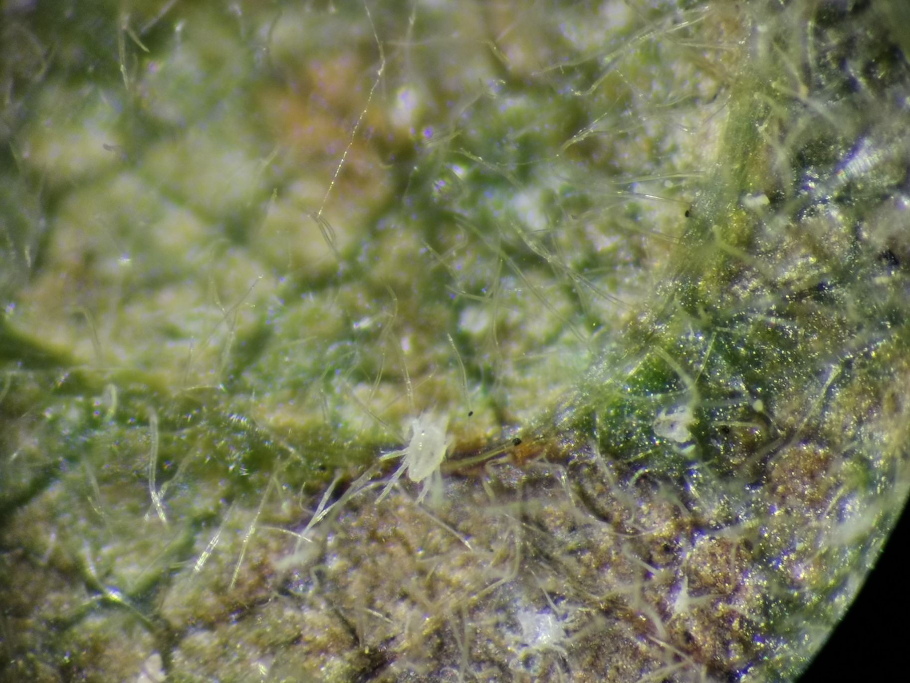 Tétranyque tisserand | Prototype Insectes