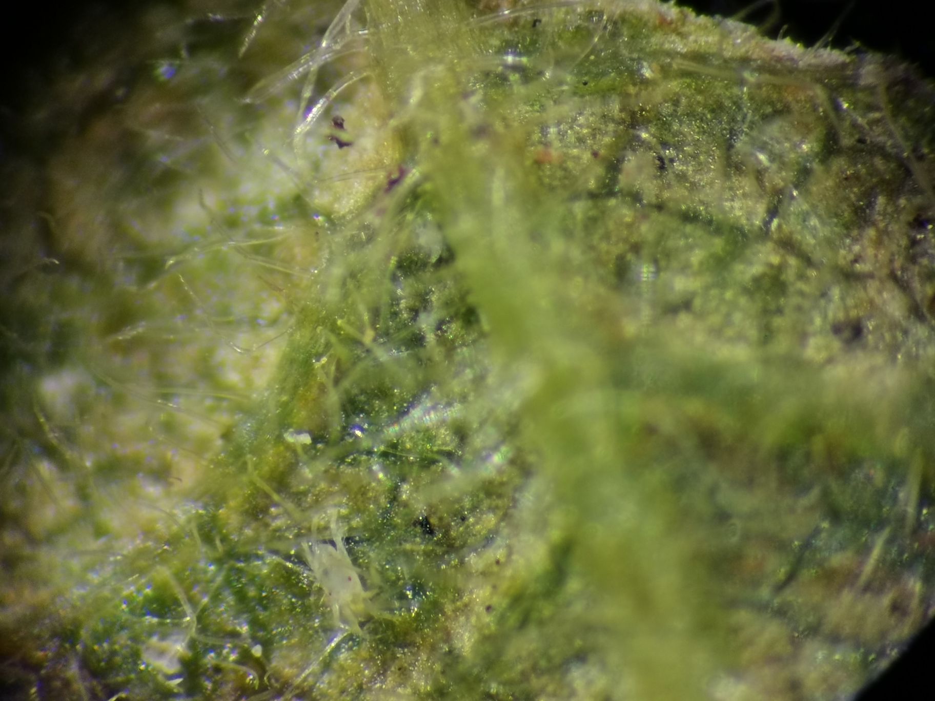 Tétranyque tisserand | Prototype Insectes