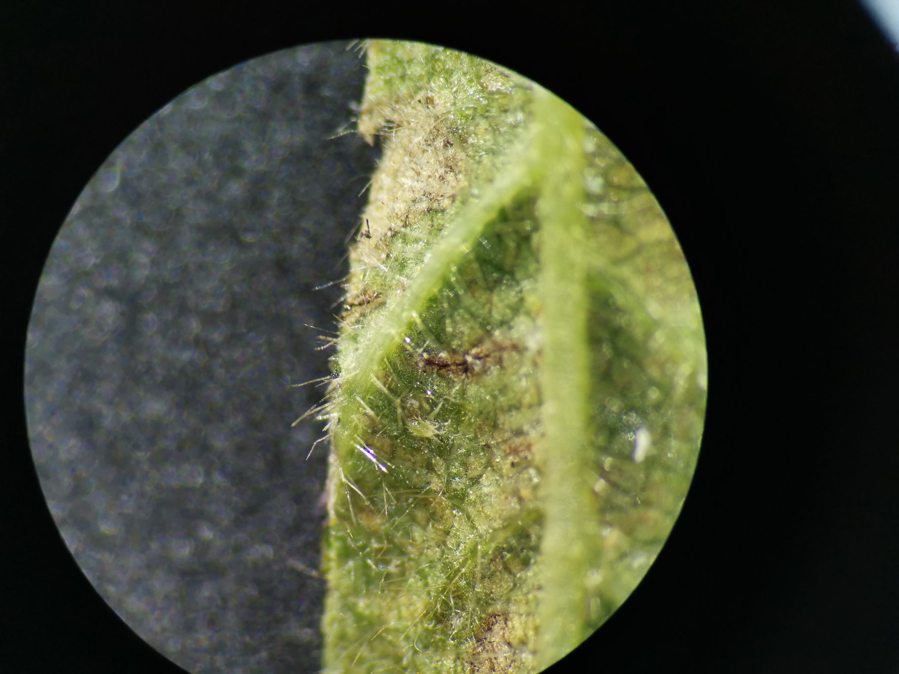 Tétranyque tisserand | Prototype Insectes