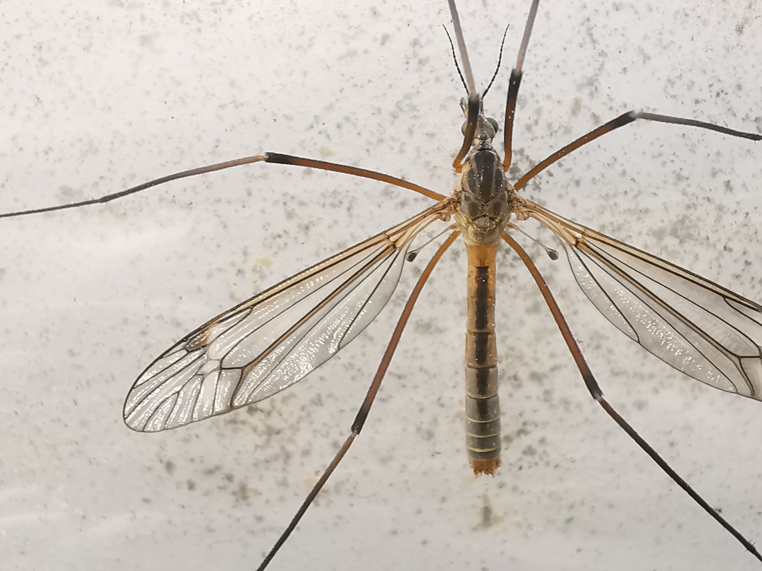 Tipule printanière | Prototype Insectes