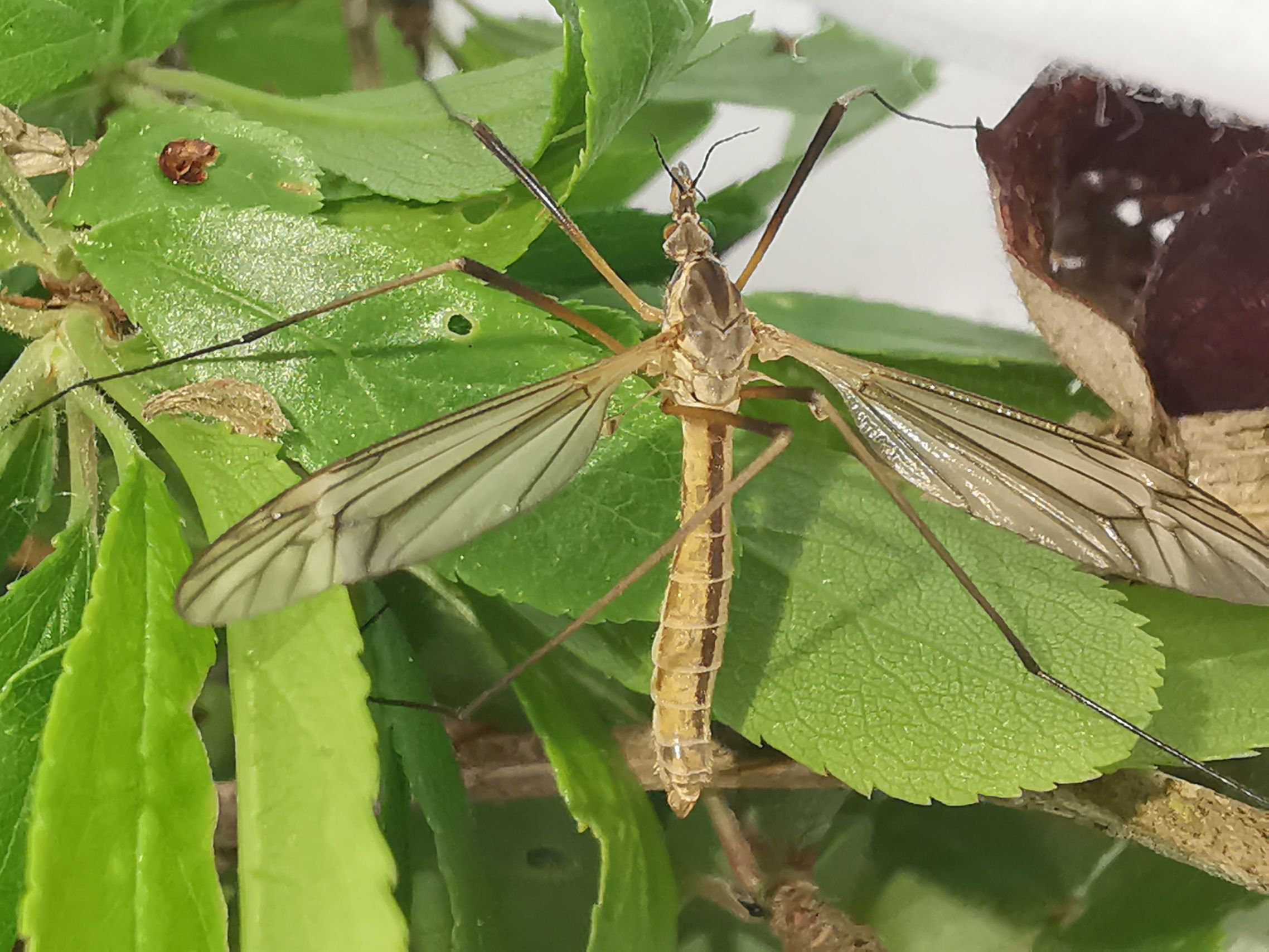 Tipule printanière | Prototype Insectes