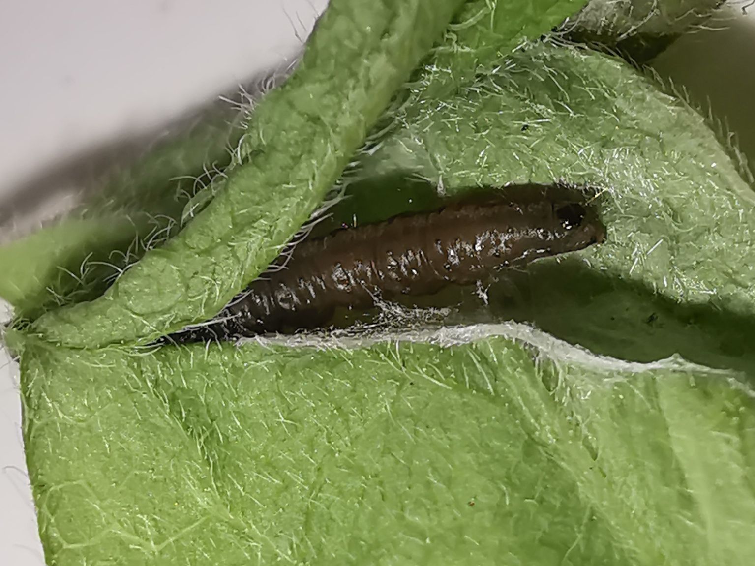 Tordeuse du Fraisier (Larve) | Prototype Insectes