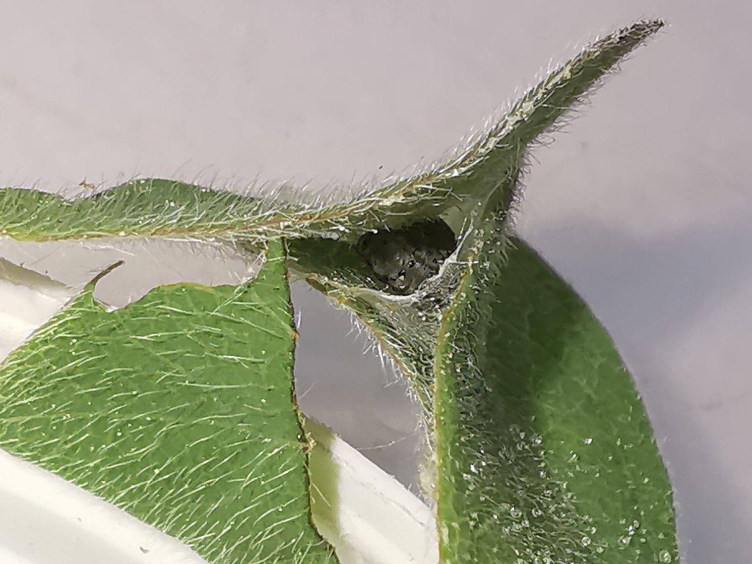 Tordeuse Lin (Larve) | Prototype Insectes