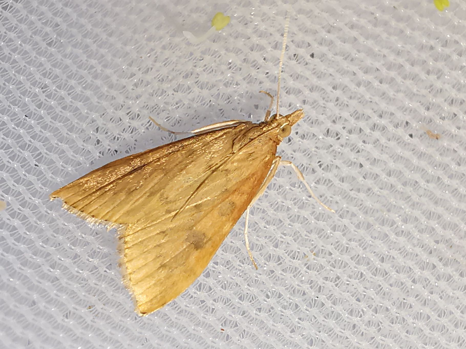 Botys ferrugineux | Prototype Insectes